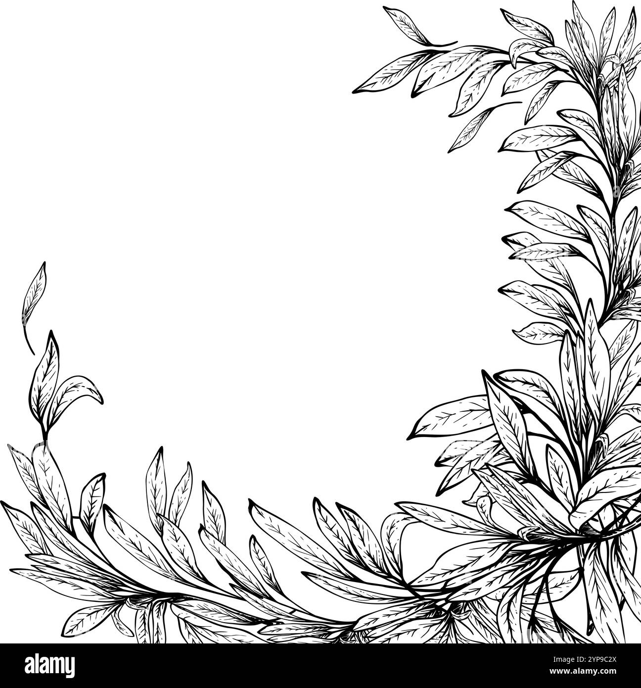 Olive tree branch, no fruit with leaves. Black ink hand drawn vector ...