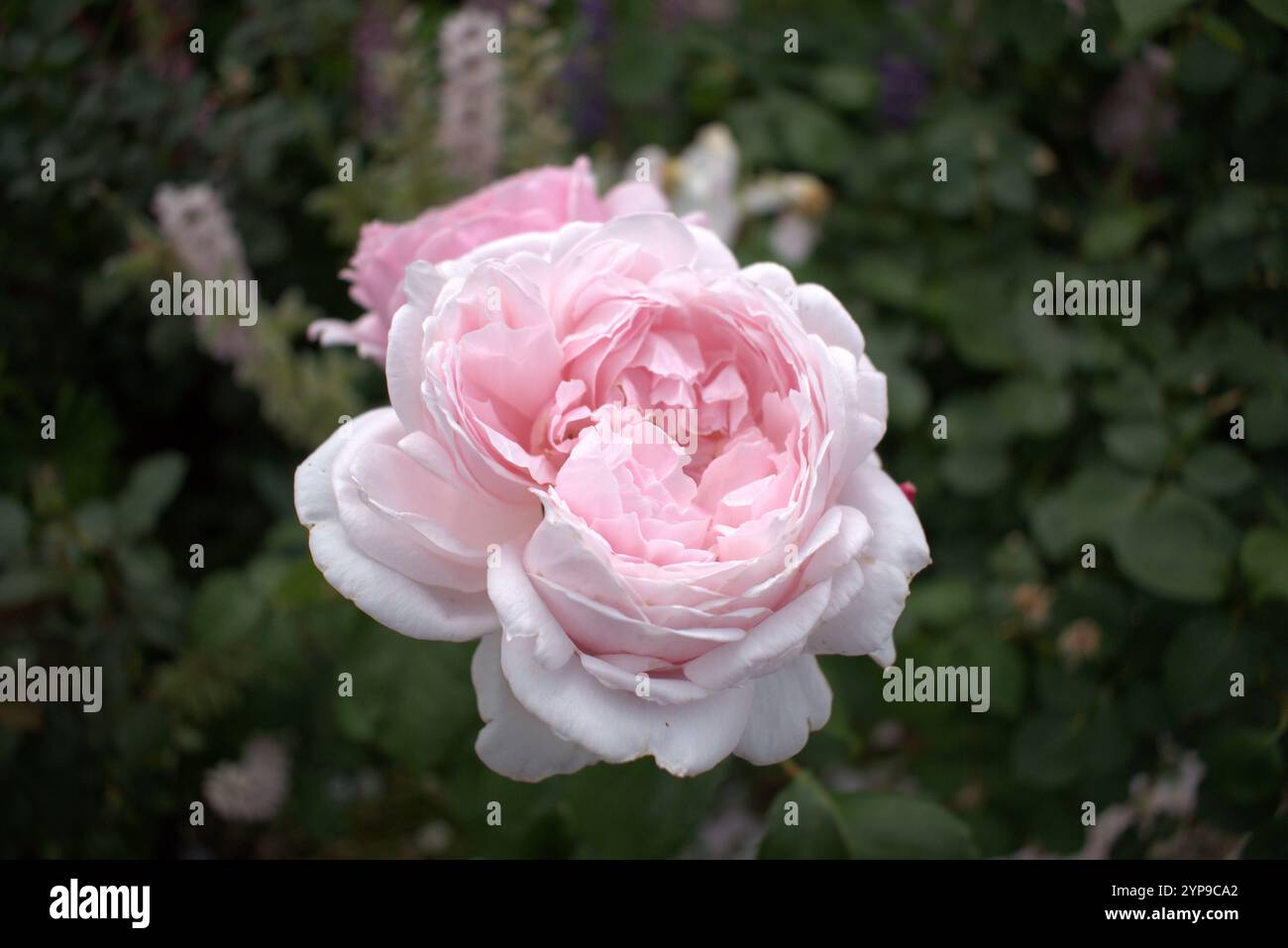 Pink rose spring hi-res stock photography and images - Alamy
