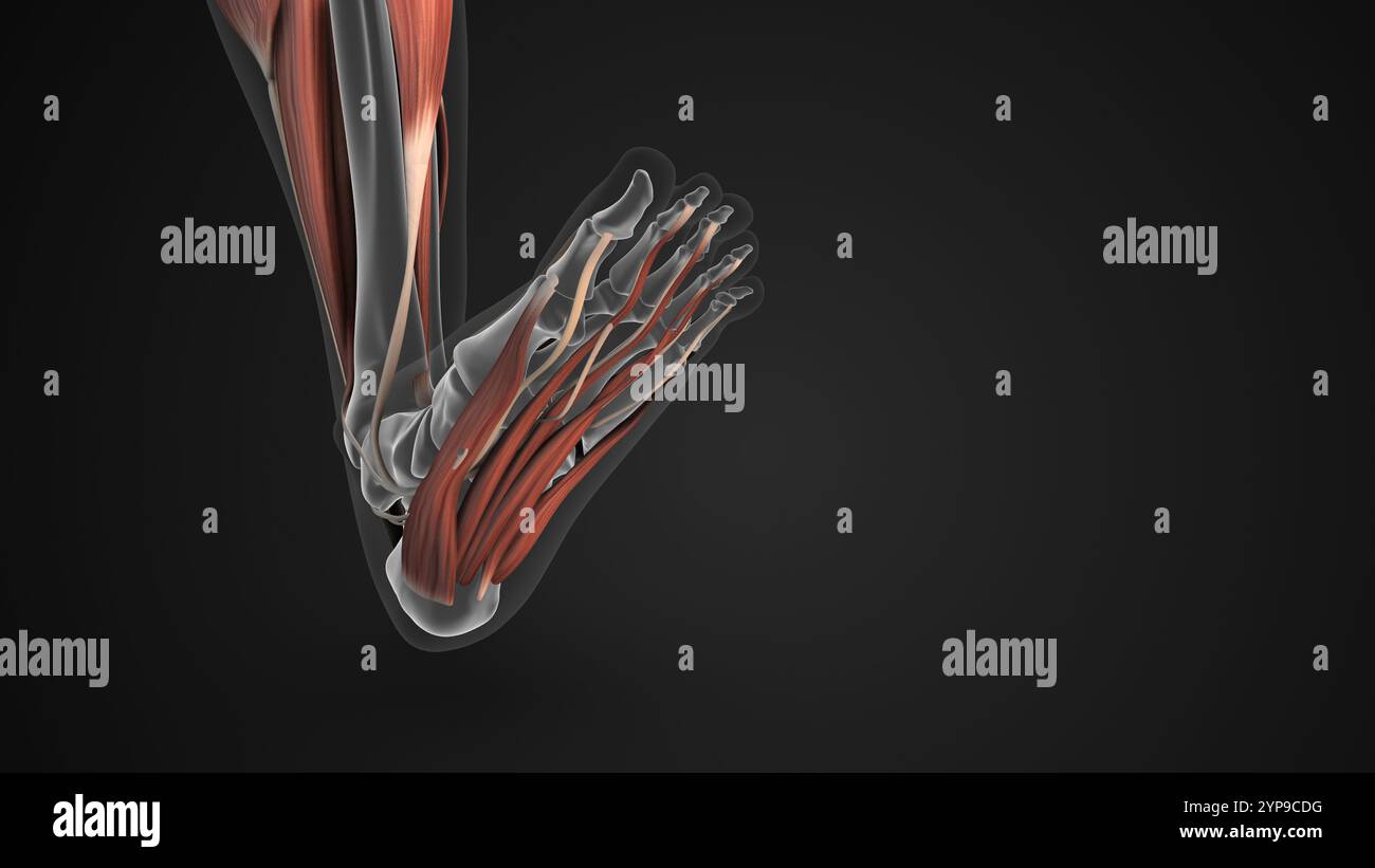 Plantar Fascia Band Supporting Foot Arch Stability Stock Photo - Alamy