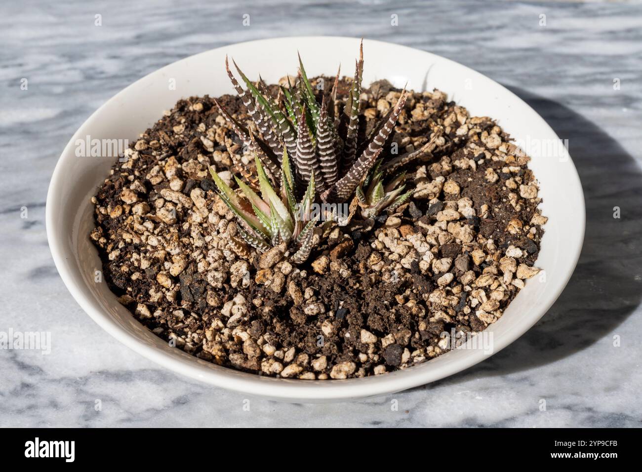 Variegated haworthia succulent plant with offsets in a ceramic pot ...