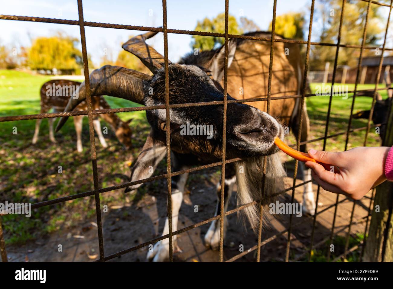 Goat eating carrot Feeding farm animals Stock Photo - Alamy