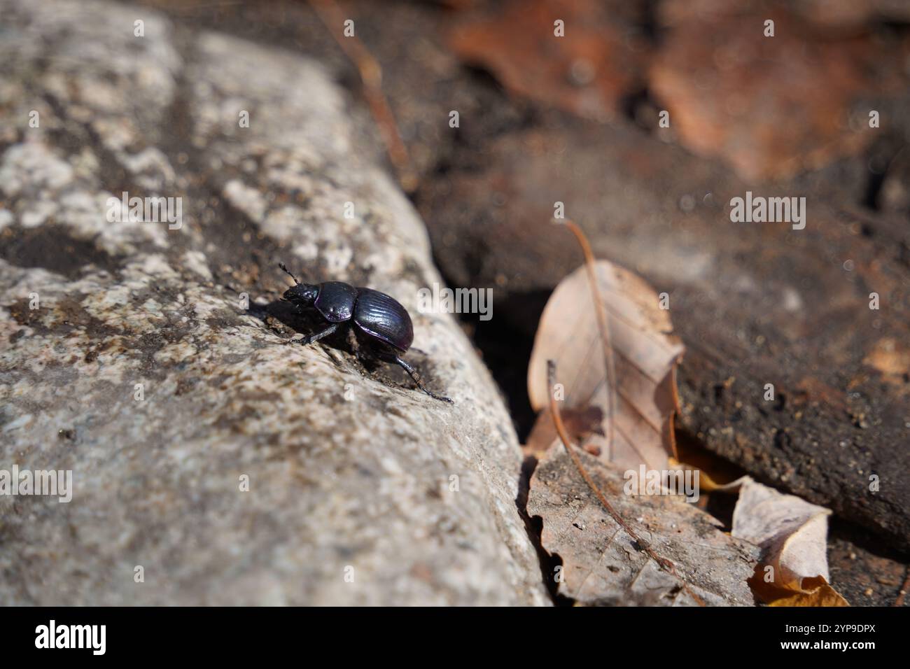 Dung beetle in the wild hi-res stock photography and images - Alamy