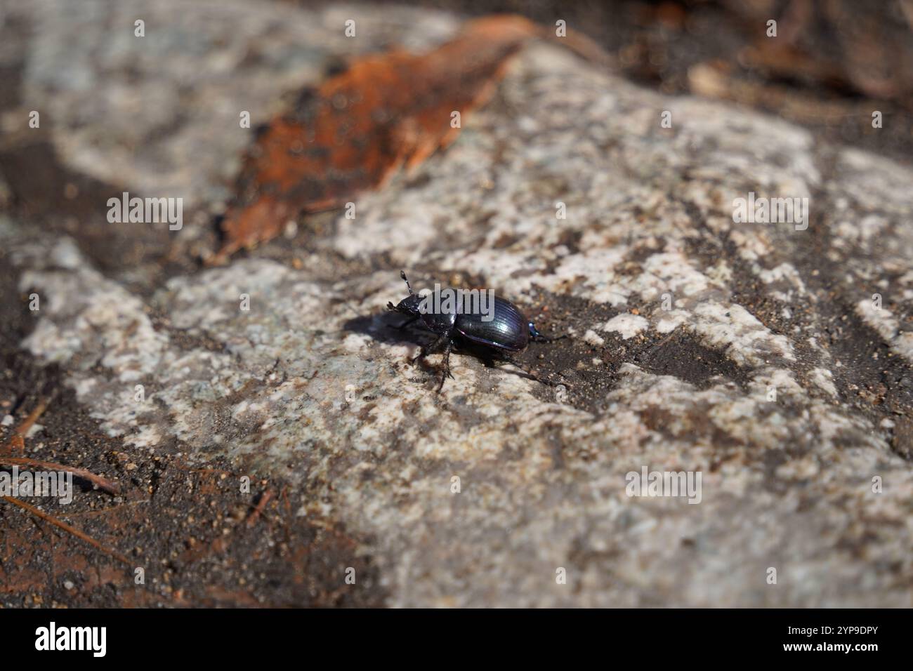 Dung beetle in the wild hi-res stock photography and images - Alamy