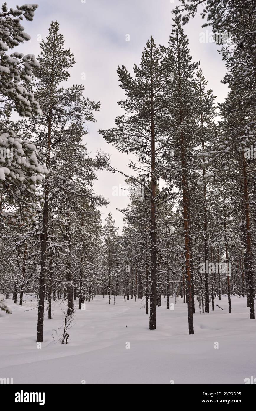 Snow covered pine forrest at Muotka in Finnish Lapland Stock Photo - Alamy