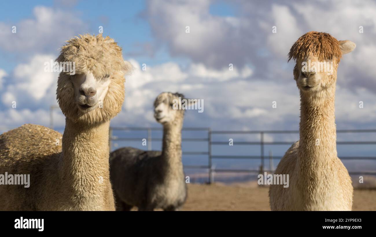 Alpaca family hi-res stock photography and images - Alamy