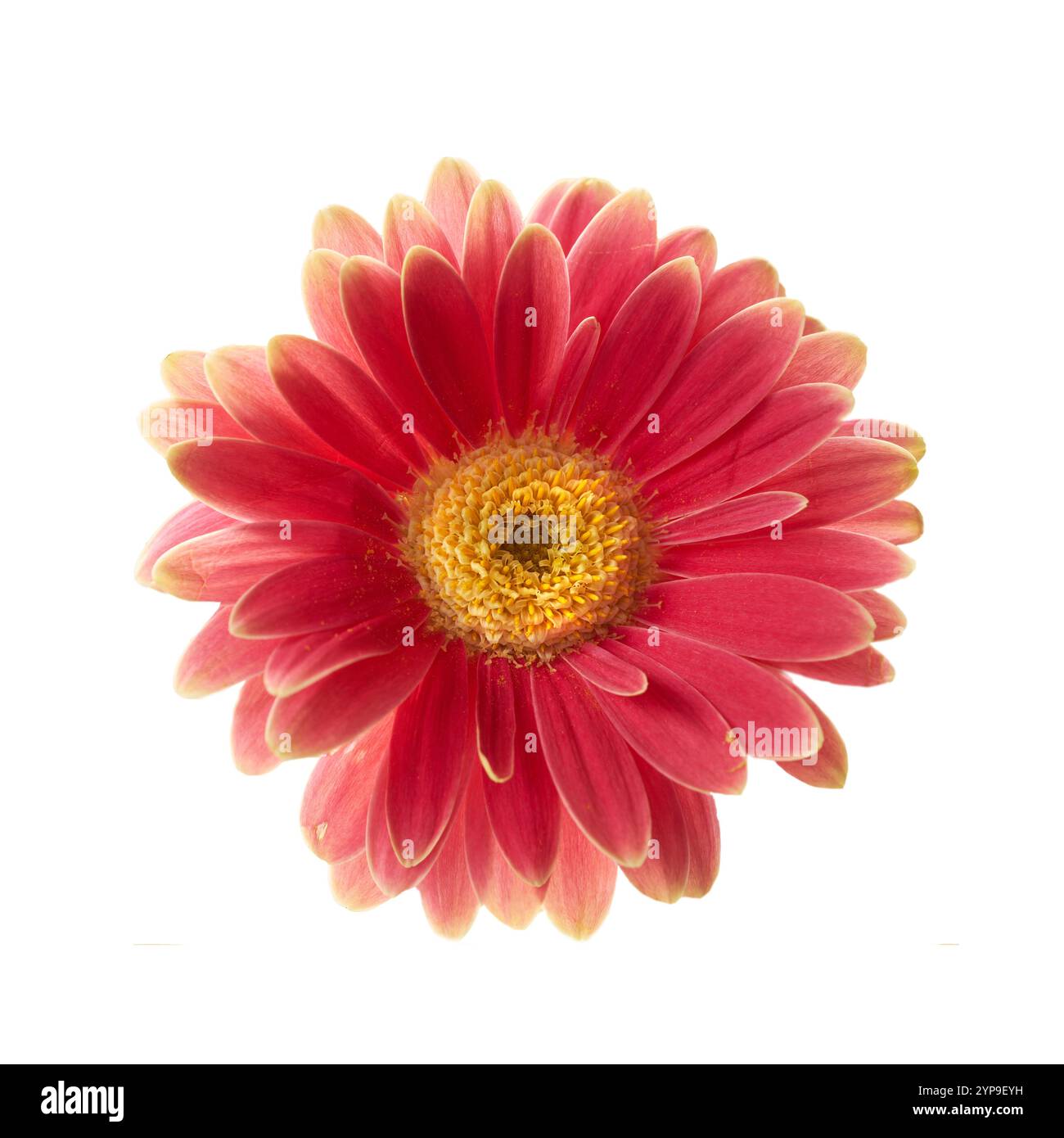 Daisy flower, growth and petals isolated on white background in studio ...