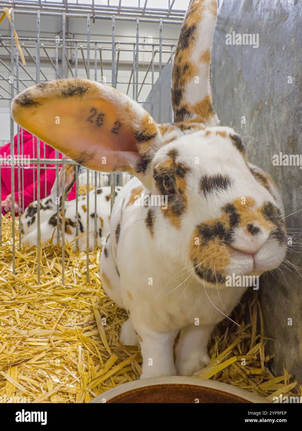 Yellow nad black hi-res stock photography and images - Alamy