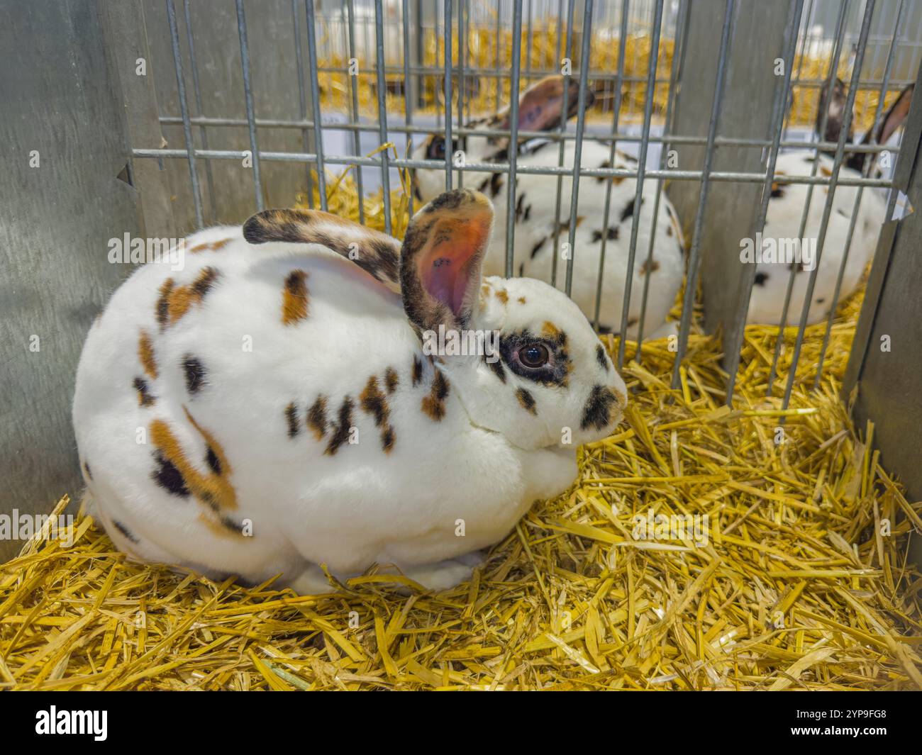 Rex Dalmatian black-and-yellow spotted Rabbit at the National ...