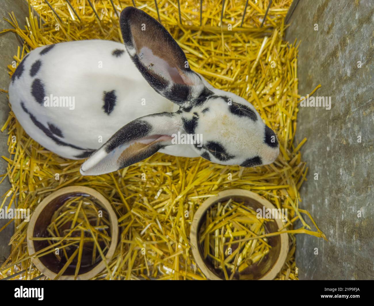 Rex Dalmatian black spotted Rabbit at the National exhibition of ...