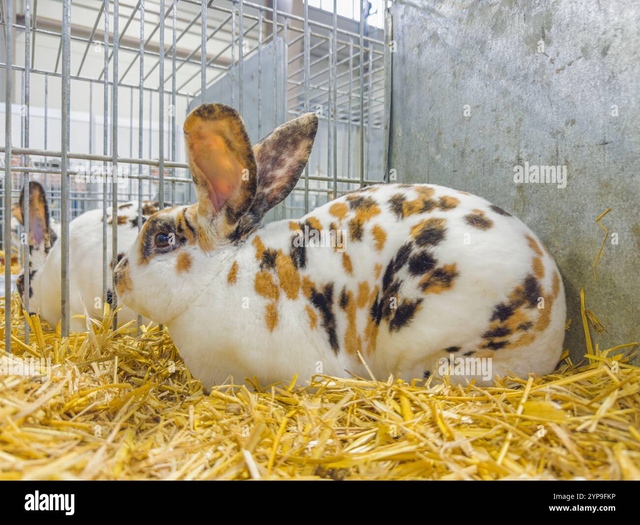 Rex Dalmatian black-and-yellow spotted Rabbit at the National ...