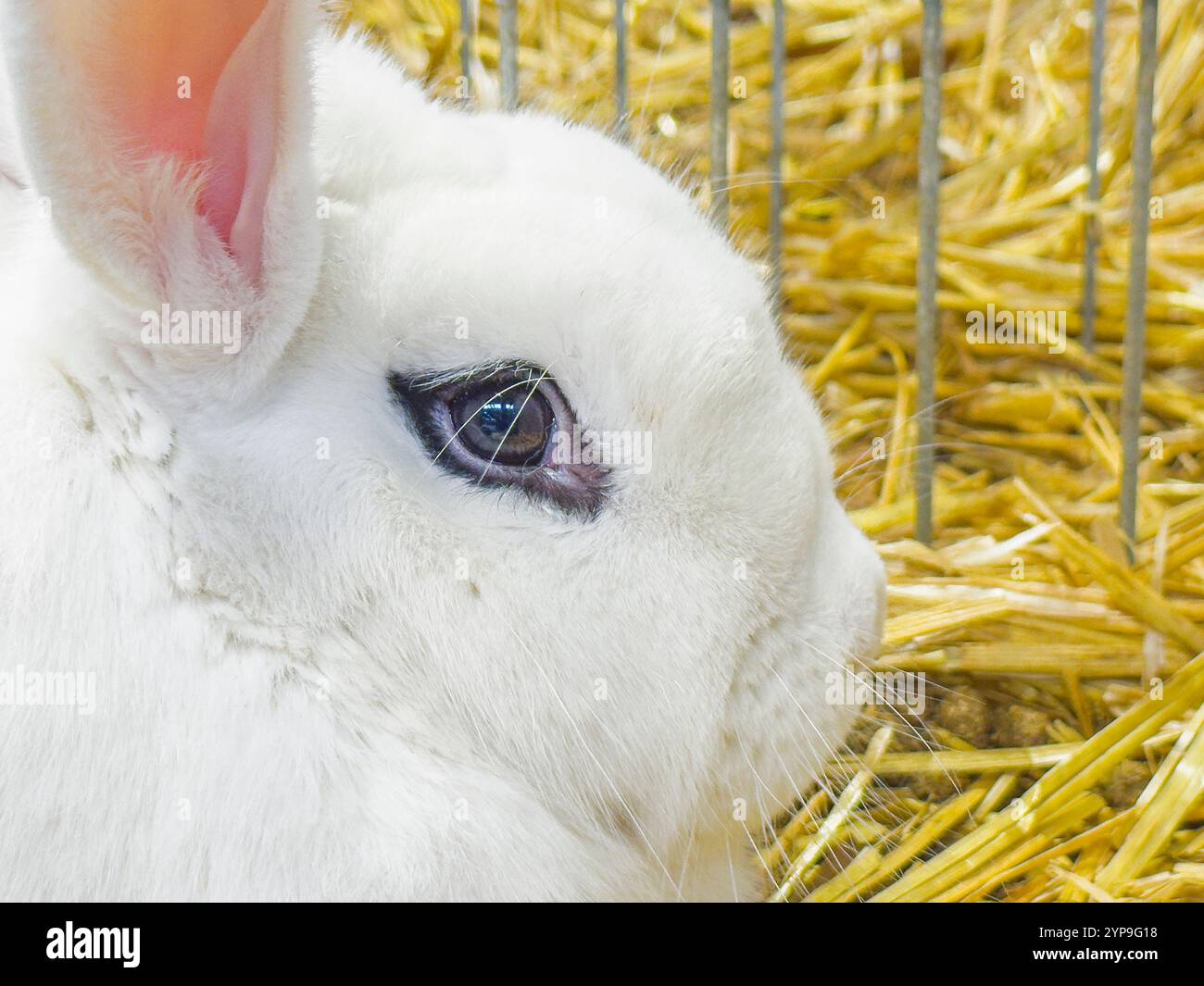 White of Hotot (Blanc de Hotot) Rabbit at the National exhibition of ...