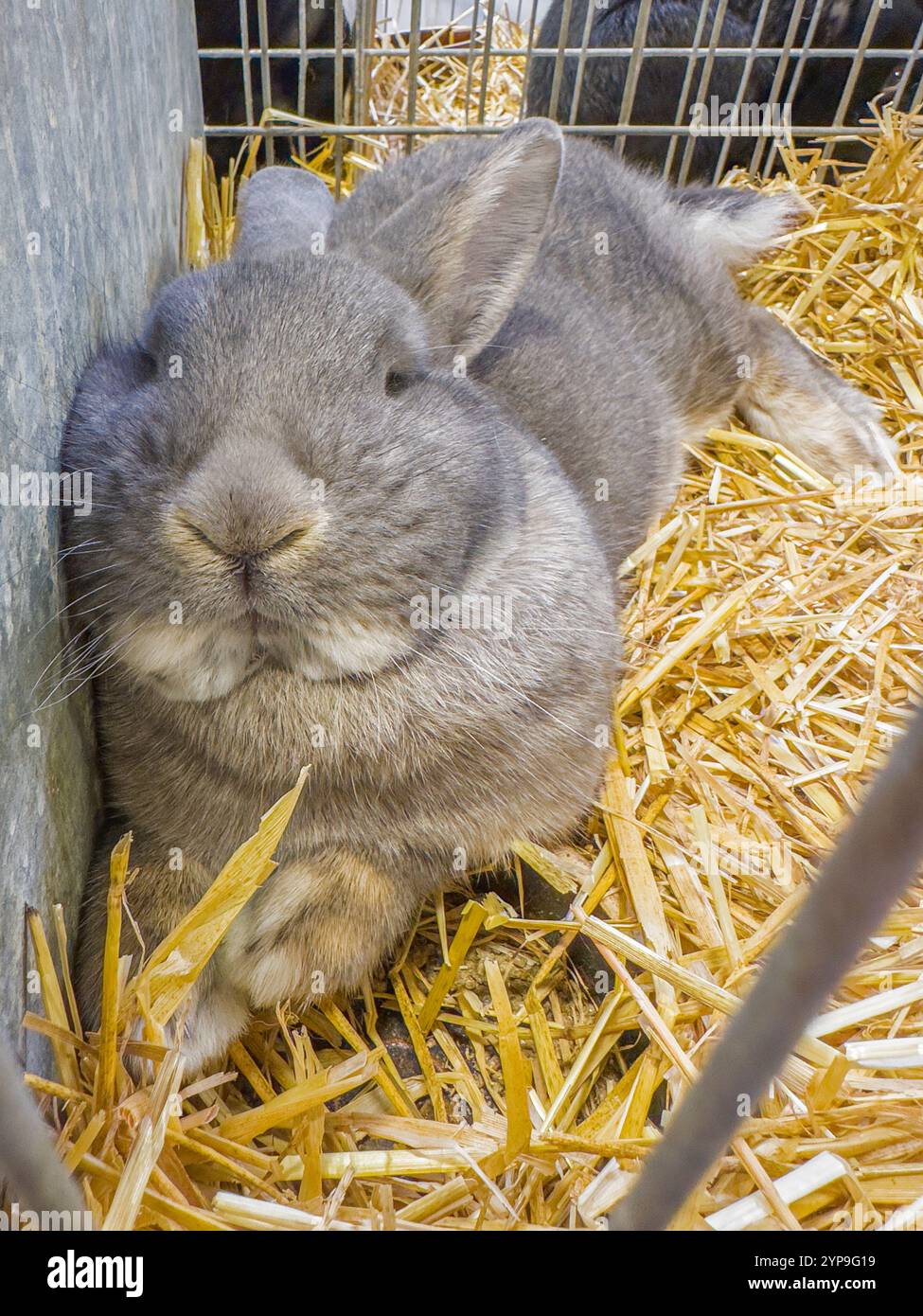 Blue vienna rabbit hi-res stock photography and images - Alamy