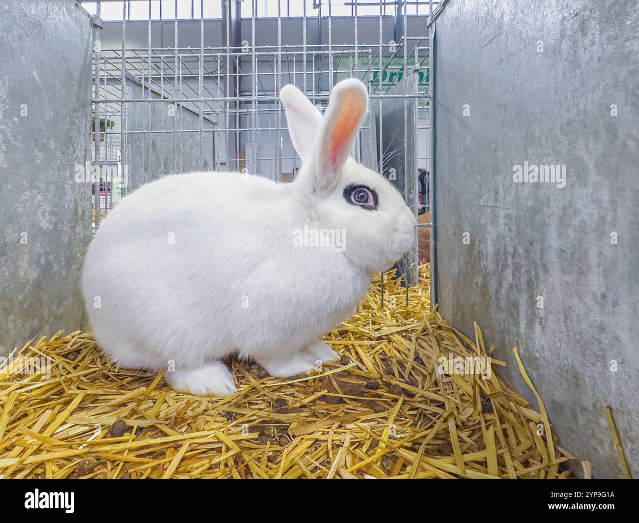 White of Hotot (Blanc de Hotot) Rabbit at the National exhibition of ...
