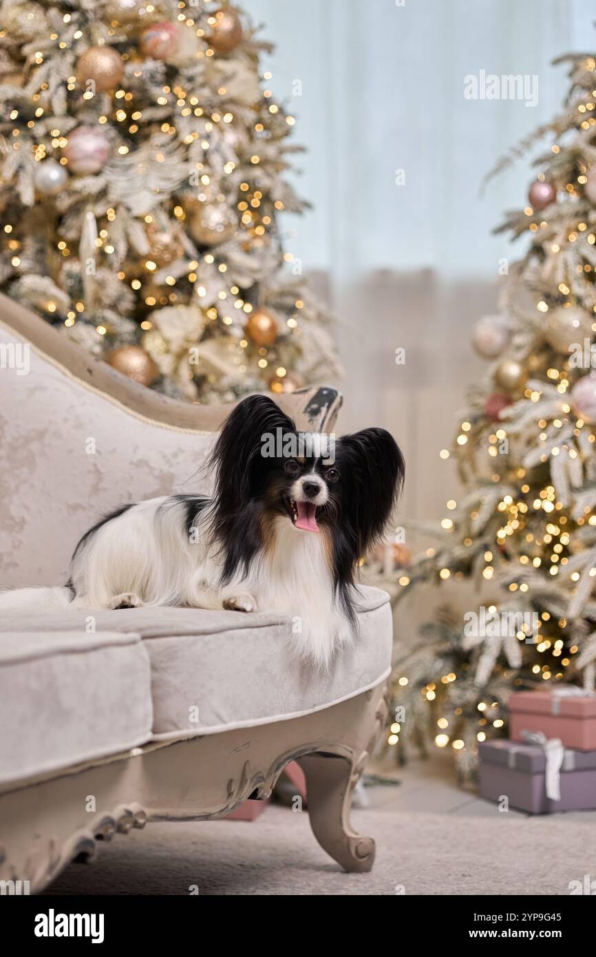 A beautiful white papillon with black ears lies with Christmas ...