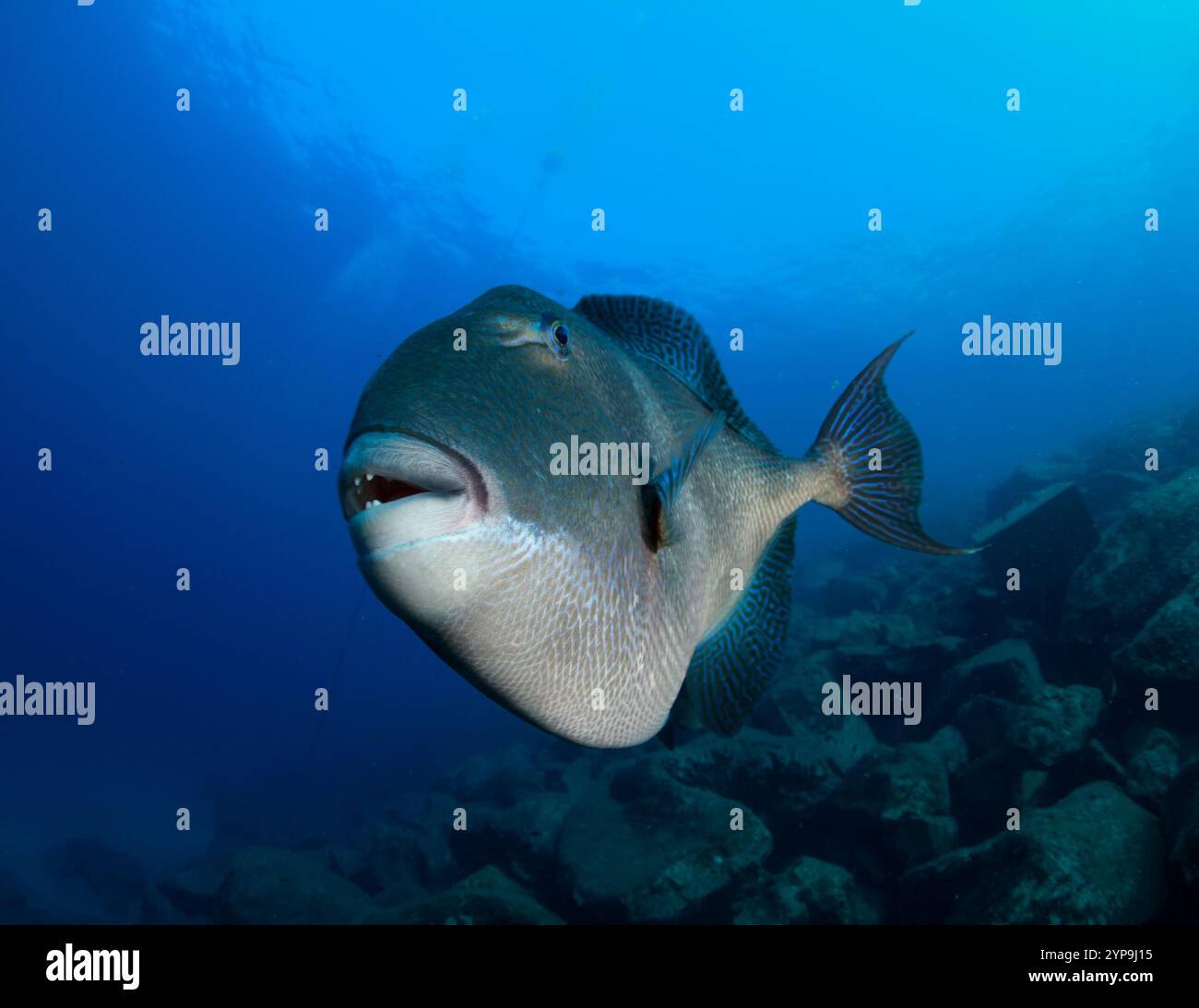 Triggerfish happily posing in front of the camera in the blue of the ...
