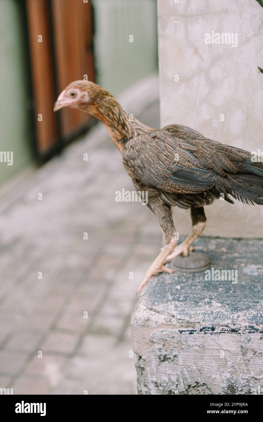 A young hen standing by the edge of a wall, appearing ready to jump ...