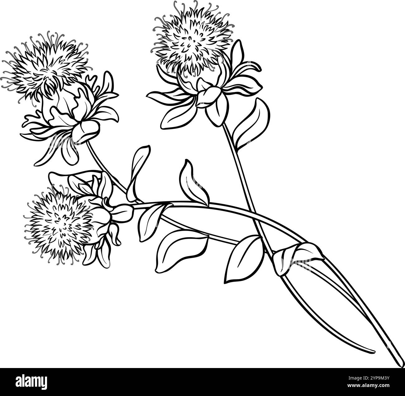 Safflower Plant with Flower Outline Illustration Stock Vector Image ...