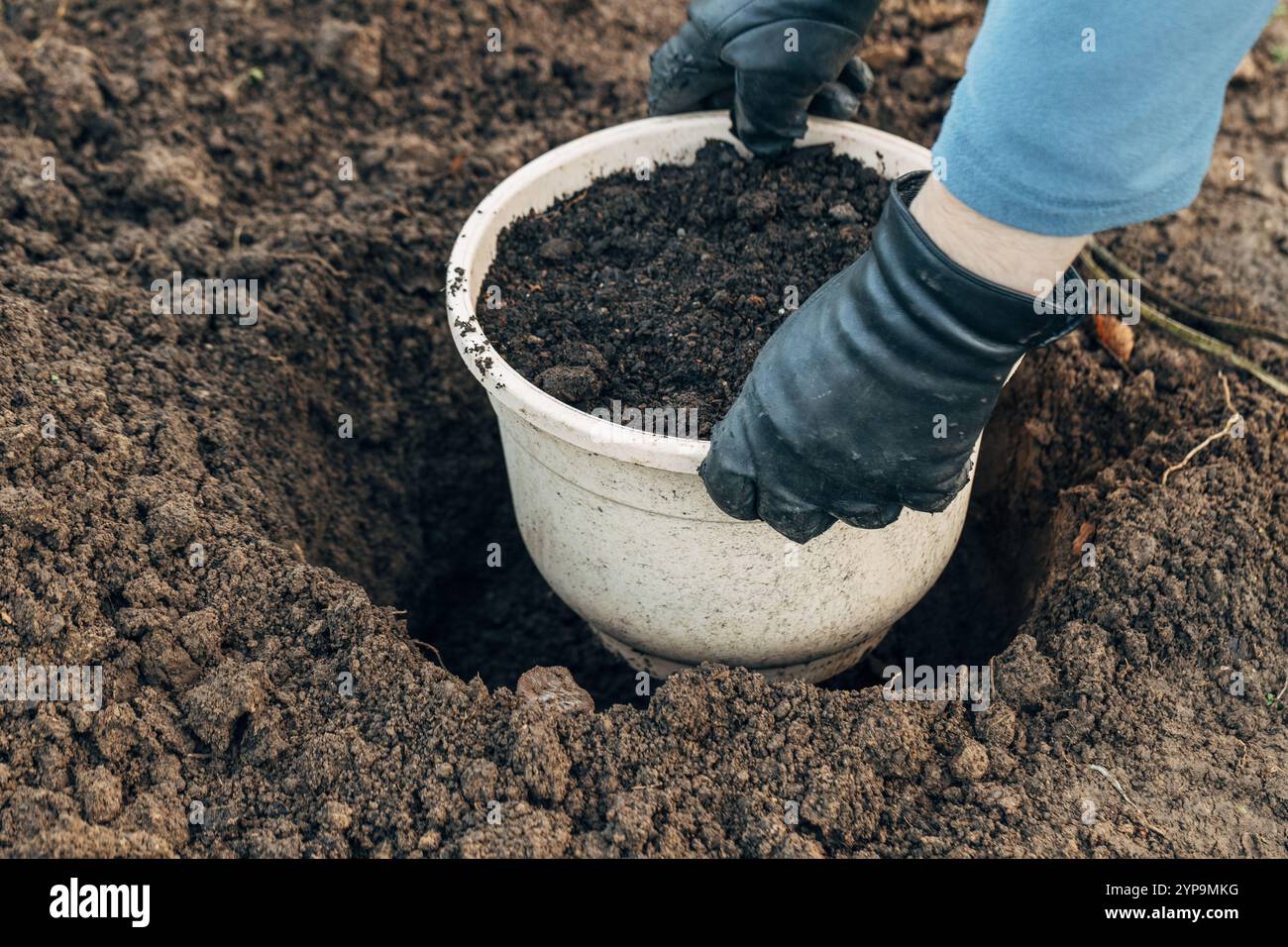 Winter digging of plants into pots in the ground Stock Photo - Alamy