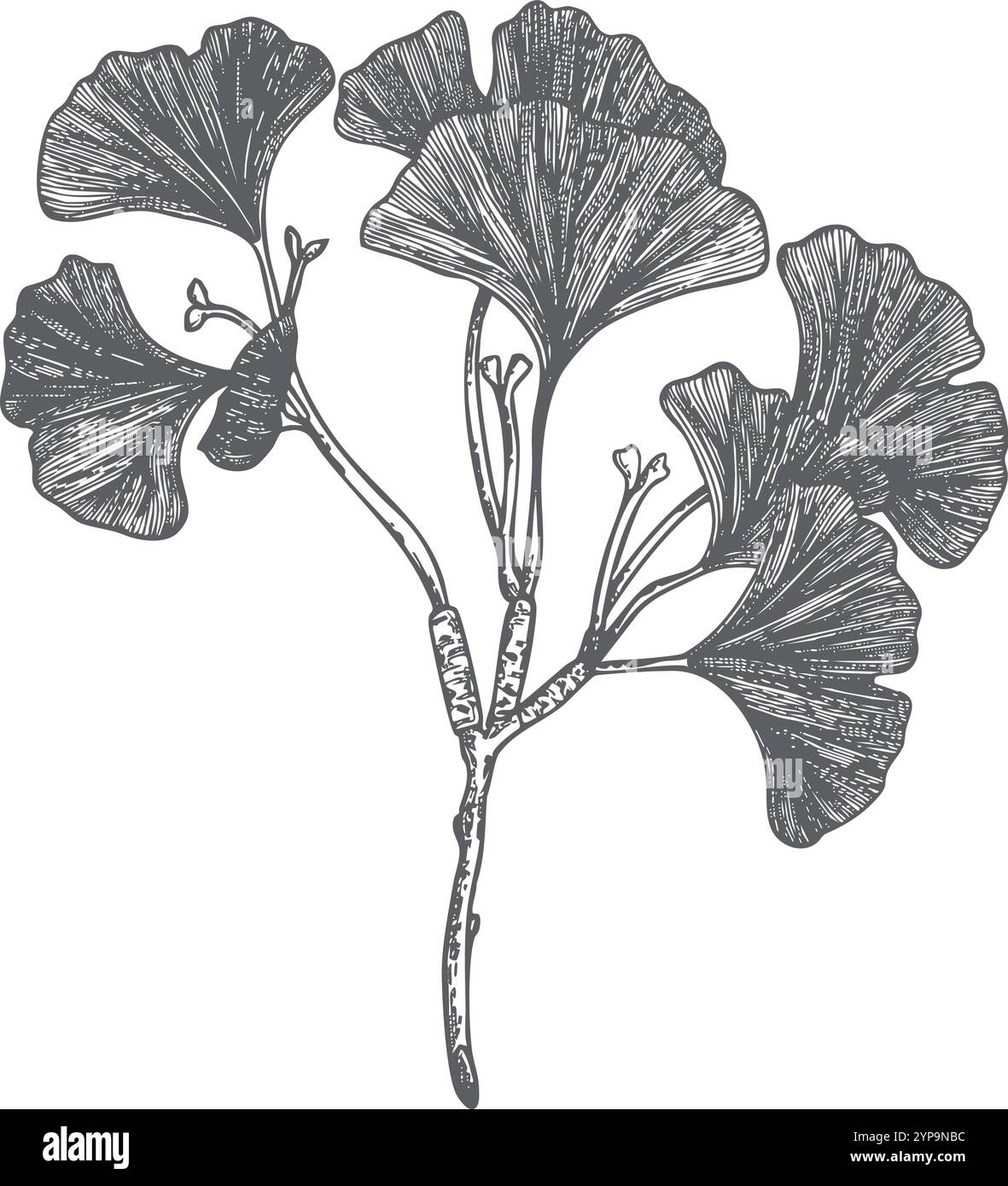 Ginkgo line drawing vector illustration isolated on white background ...