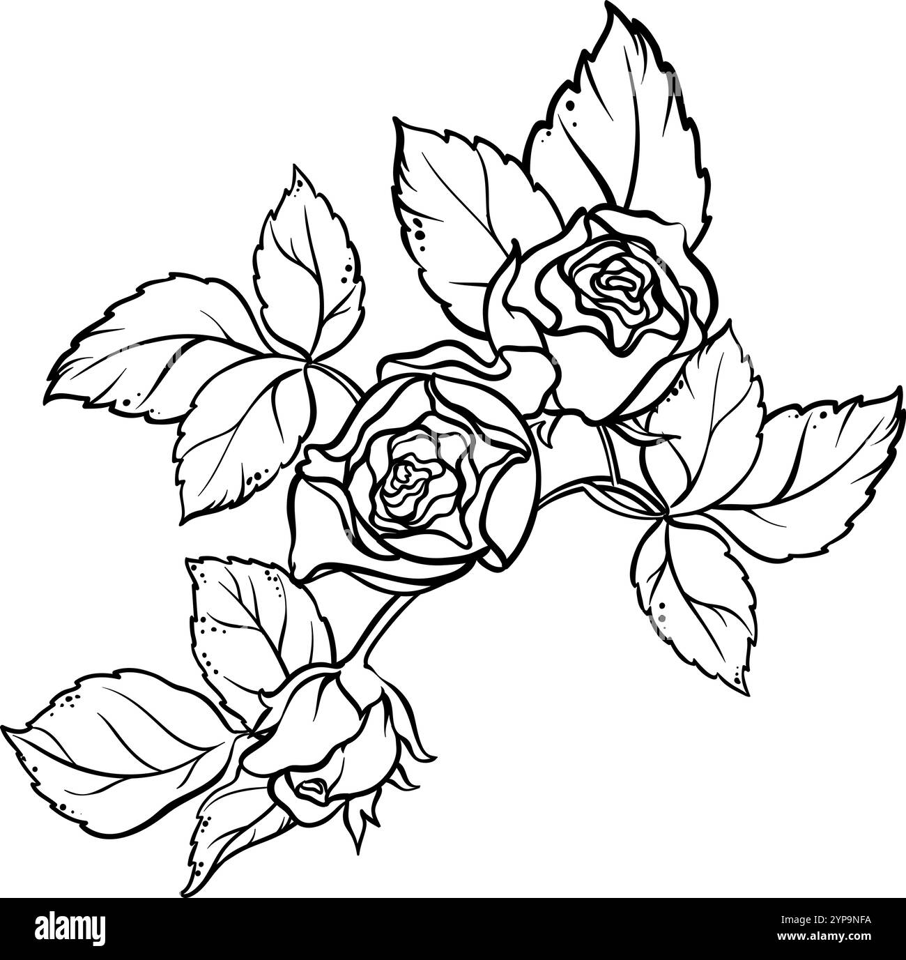Rose Branch with Flowers Outline Illustration Stock Vector Image & Art ...