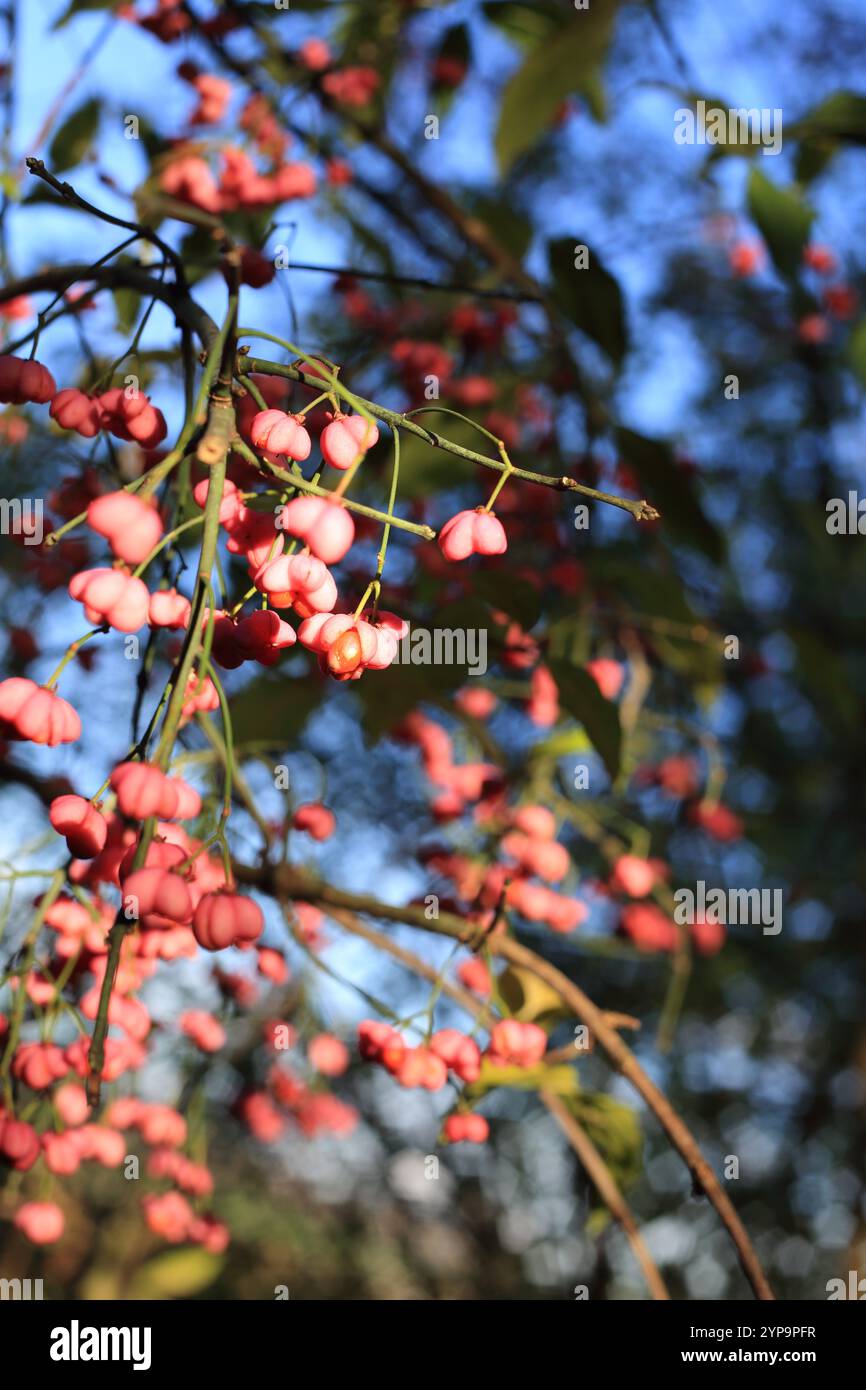 Red berries on spindle tree on Broadham Down, Chilham, Canterbury, Kent ...