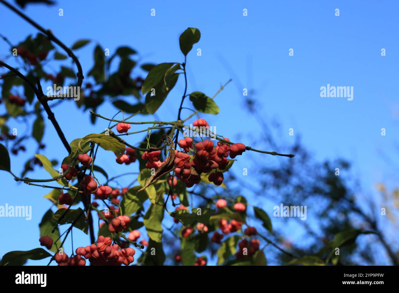 Red berries on spindle tree on Broadham Down, Chilham, Canterbury, Kent ...