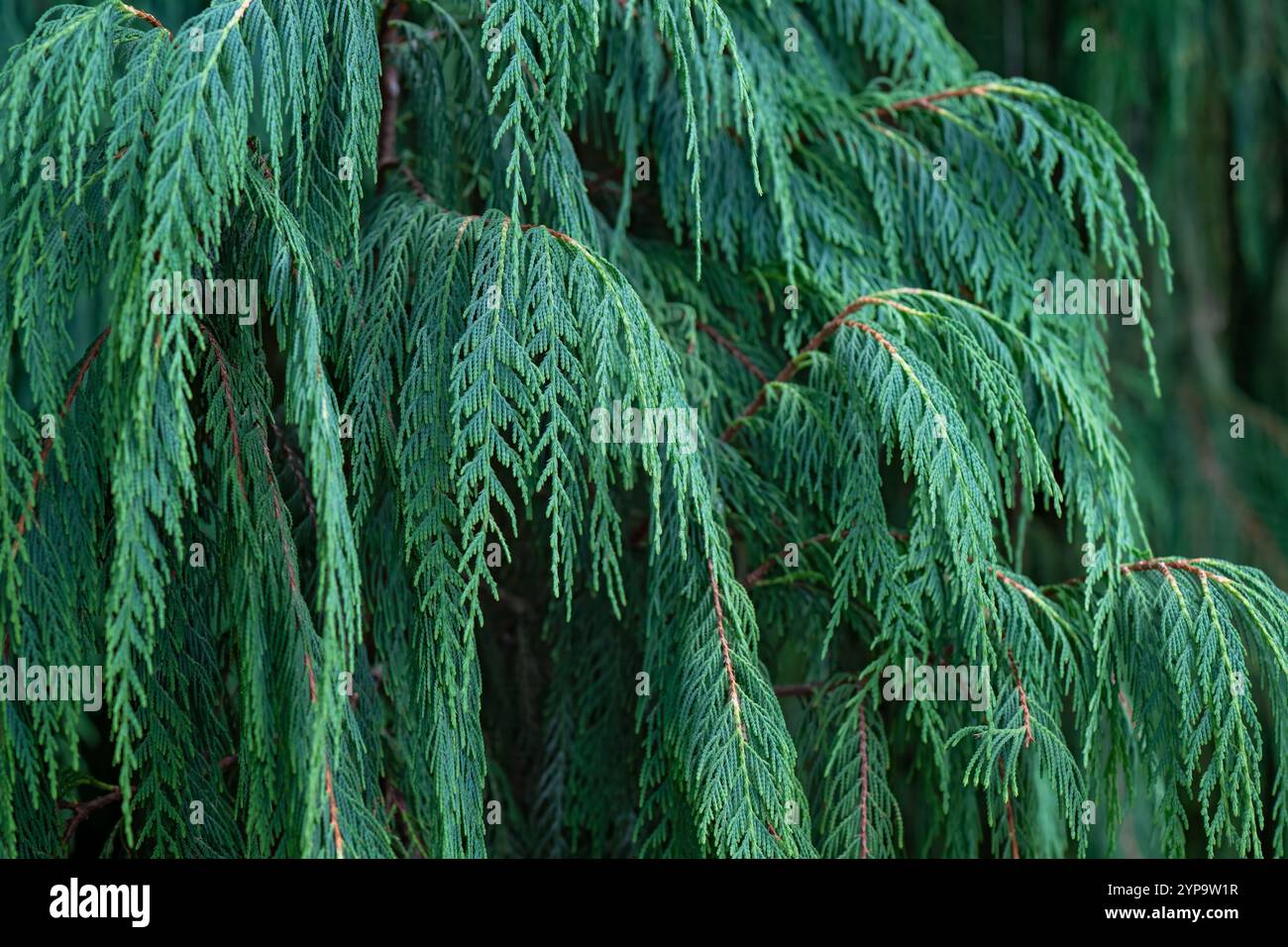 Cedar foliage, green weeping evergreen tree, garden gardening nature ...