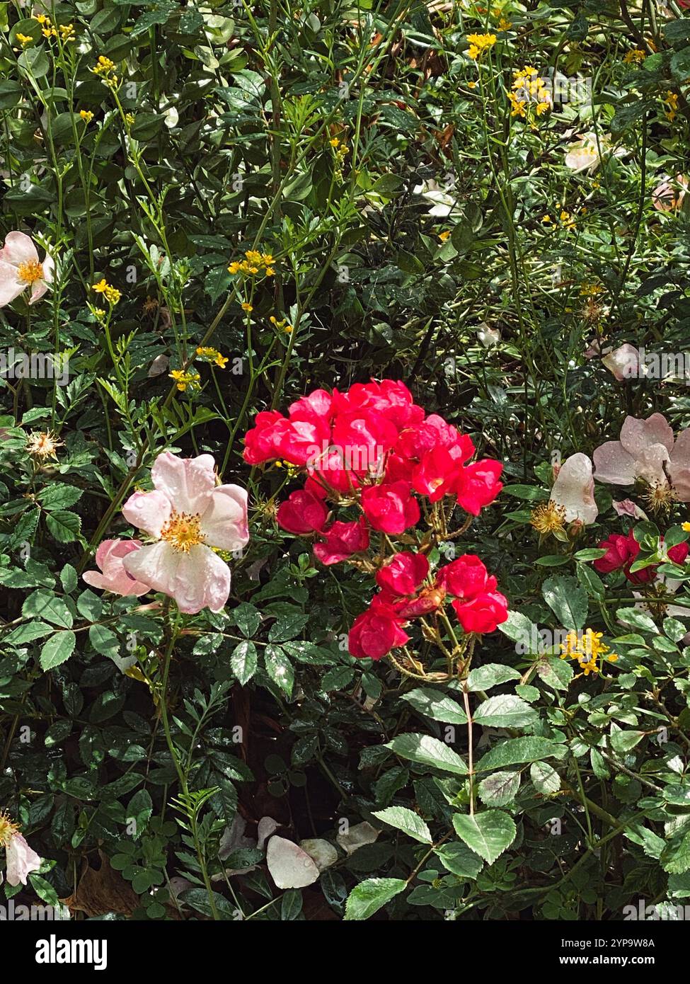 Flowers in Valencia Stock Photo - Alamy