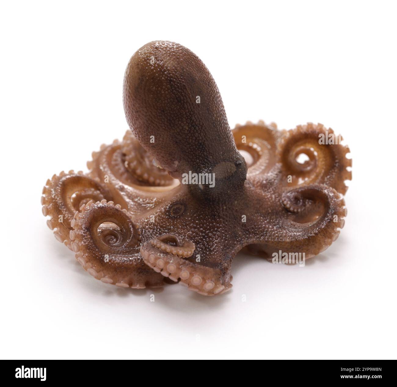 Octopus ocellatus hi-res stock photography and images - Alamy