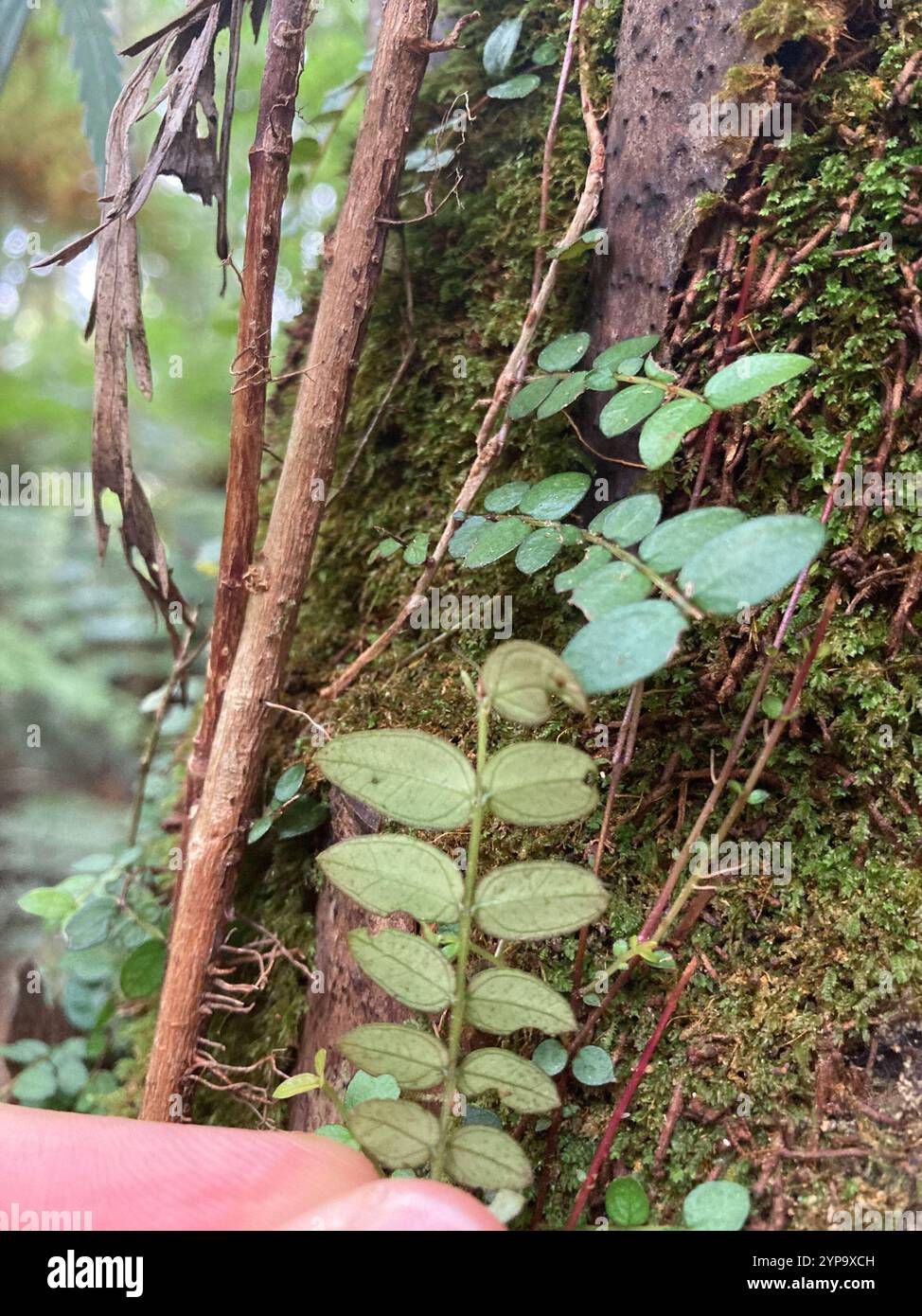 white climbing rātā (Metrosideros diffusa Stock Photo - Alamy