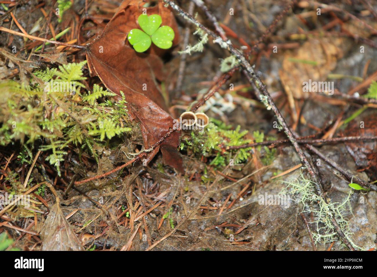 bird's nest fungi (Nidulariaceae Stock Photo - Alamy