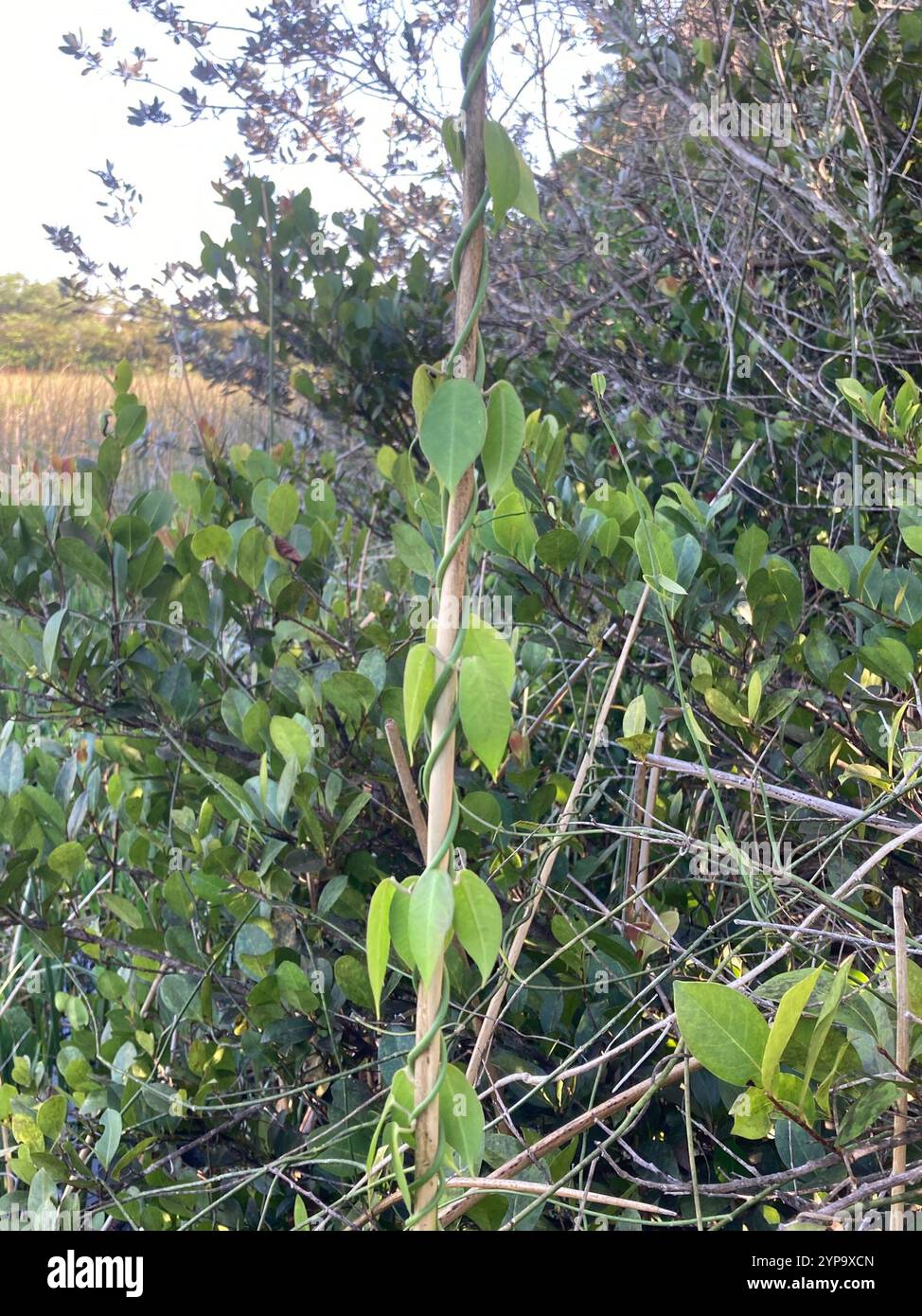 white twinevine (Funastrum clausum Stock Photo - Alamy