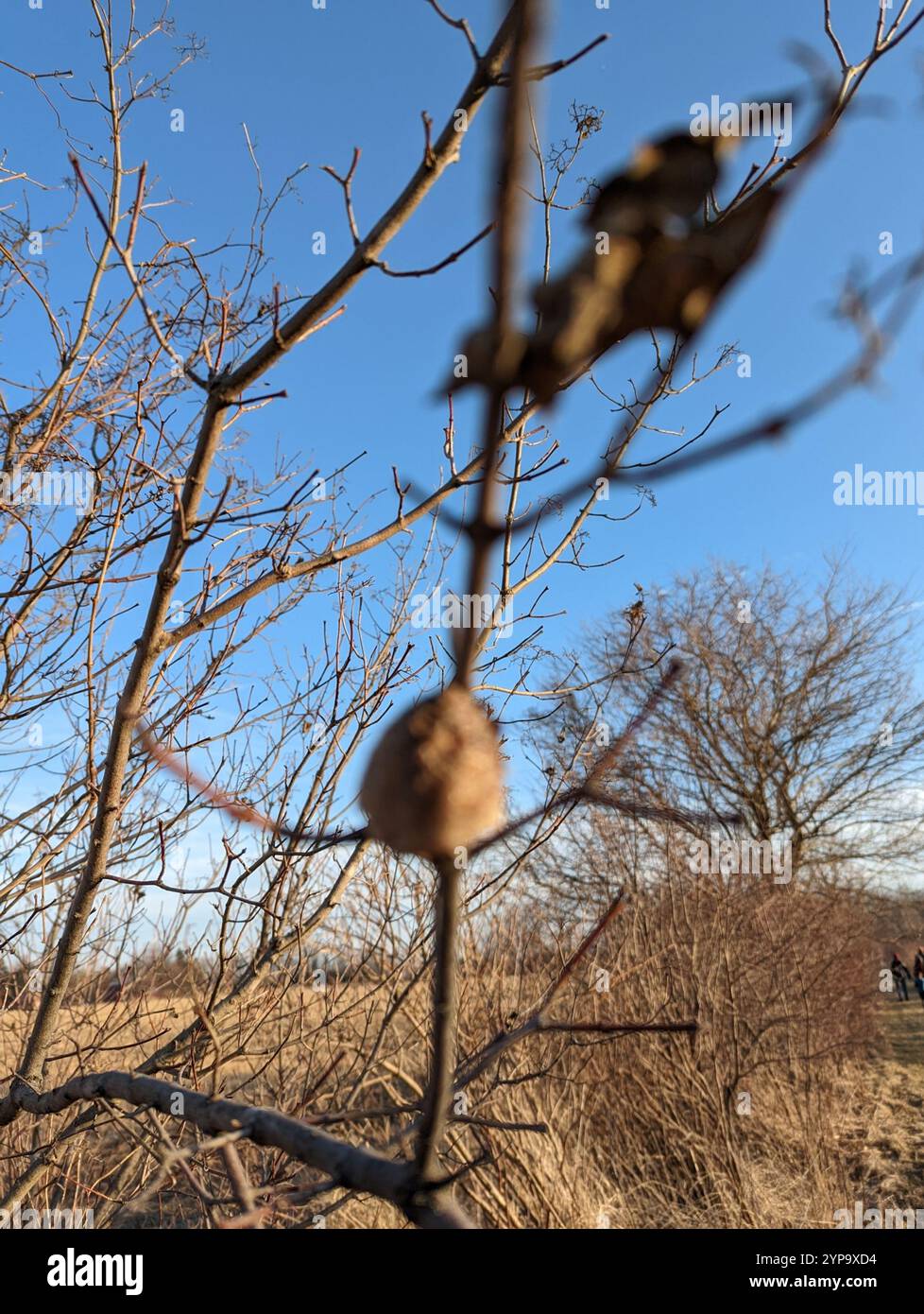 Chinese Mantis (Tenodera sinensis Stock Photo - Alamy