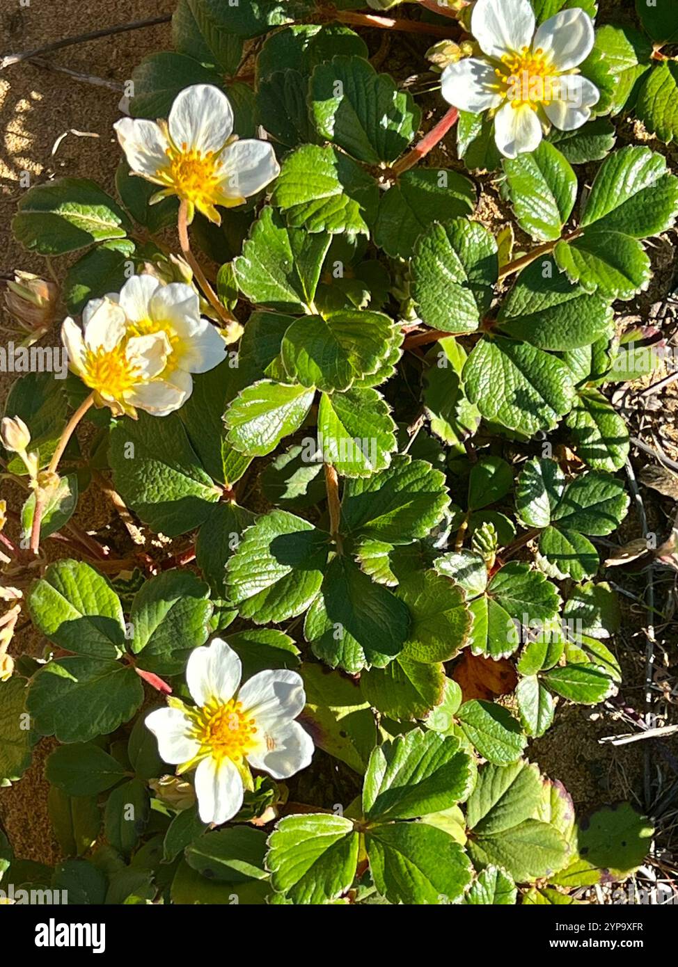 beach strawberry (Fragaria chiloensis Stock Photo - Alamy