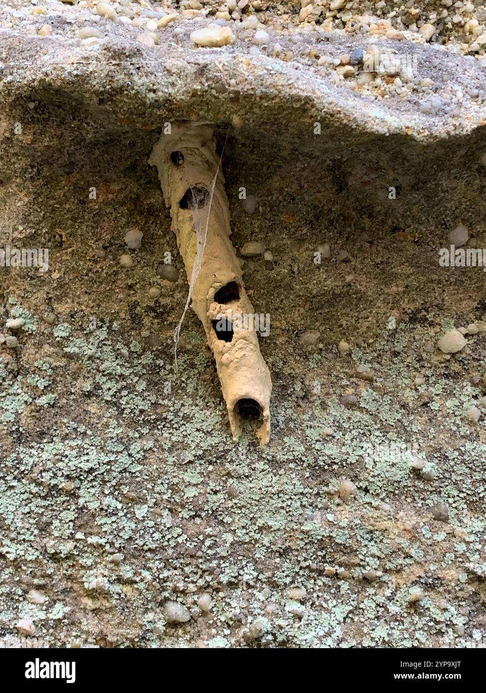 Trypoxylon politum wasp hi-res stock photography and images - Alamy