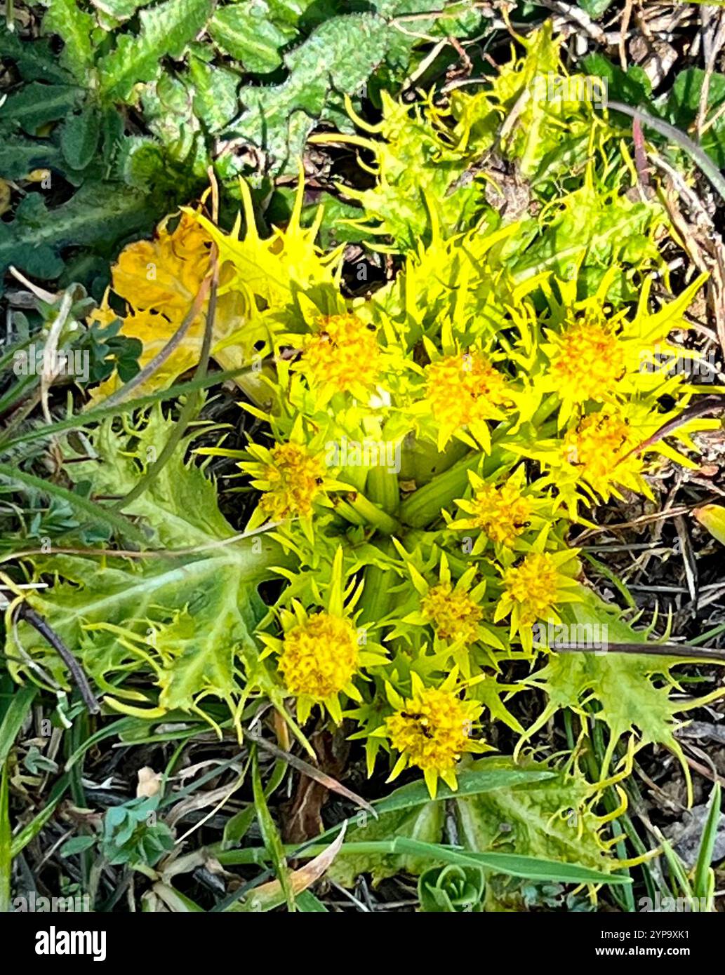 Sanicula arctopoides hi-res stock photography and images - Alamy