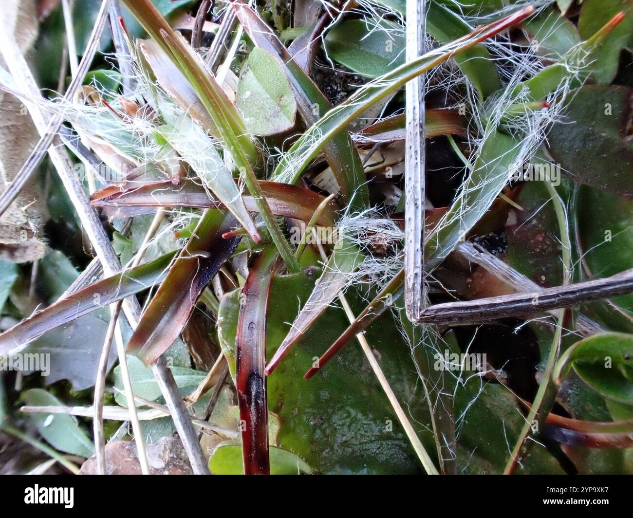 Field woodrush (Luzula campestris Stock Photo - Alamy
