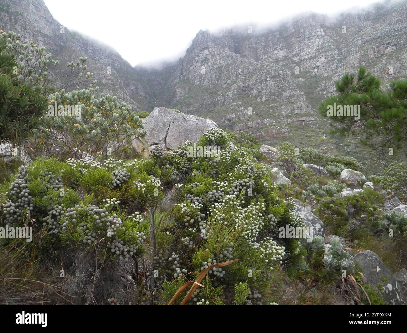 Cone Stompie (Brunia noduliflora Stock Photo - Alamy