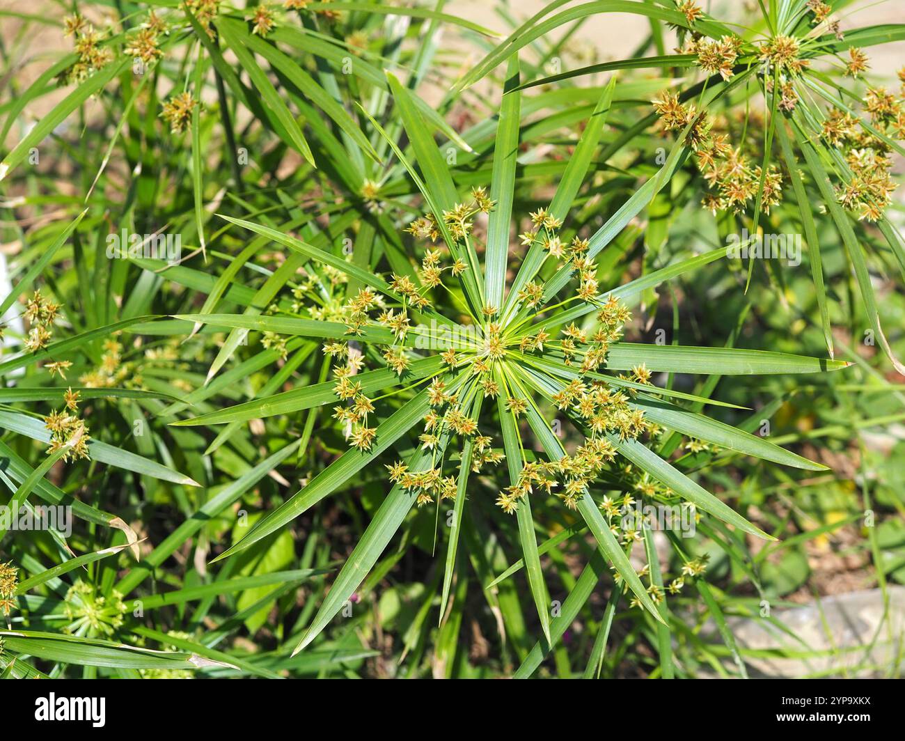 Umbrella papyrus (Cyperus alternifolius flabelliformis Stock Photo - Alamy