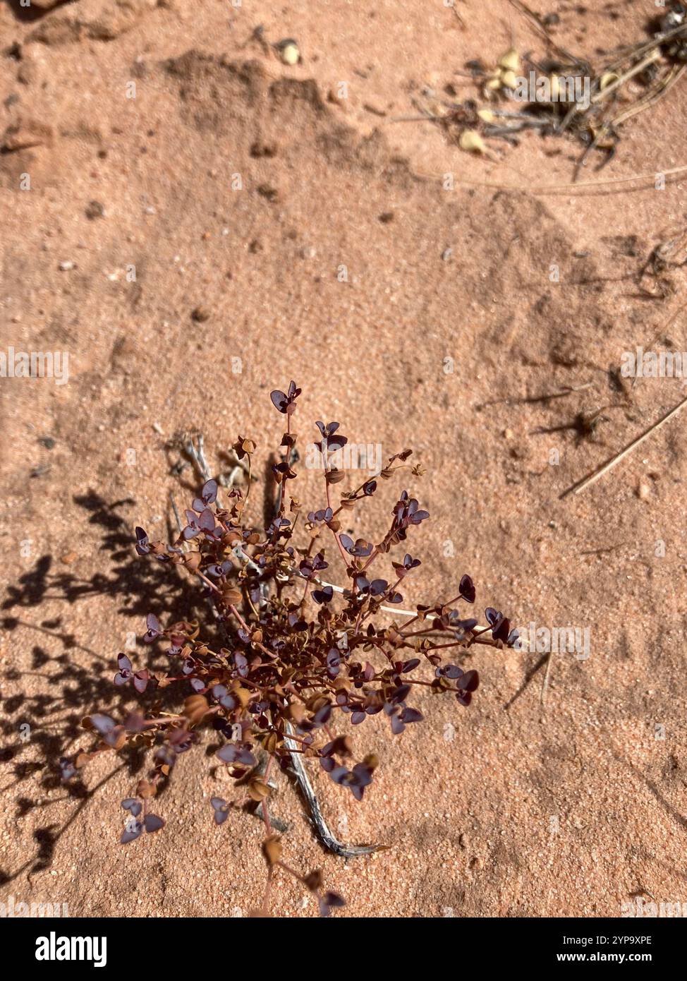 smallseed sandmat (Euphorbia polycarpa Stock Photo - Alamy