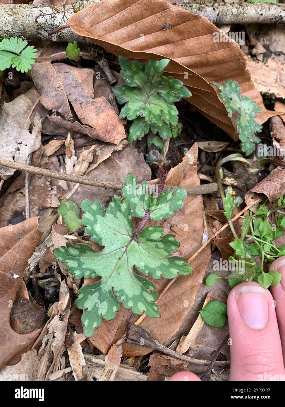 great waterleaf (Hydrophyllum appendiculatum Stock Photo - Alamy