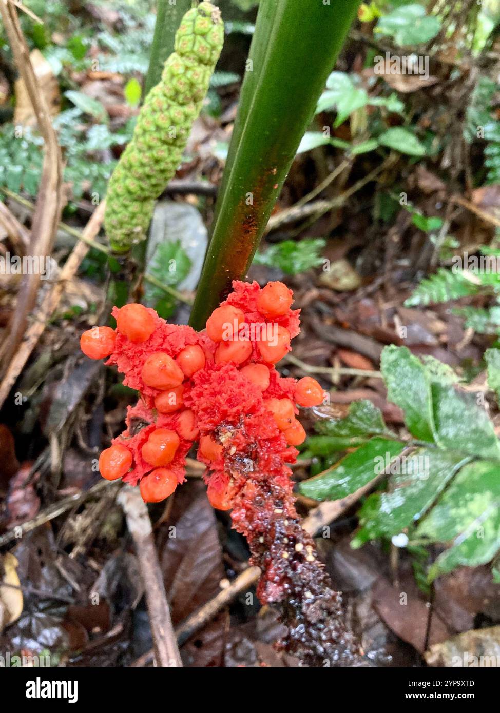 toquilla palm (Carludovica palmata Stock Photo - Alamy
