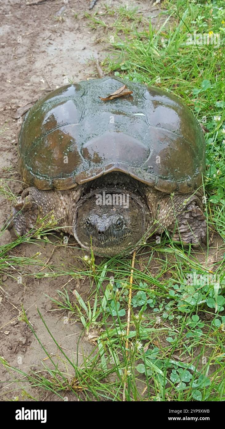Common Snapping Turtle (Chelydra serpentina Stock Photo - Alamy