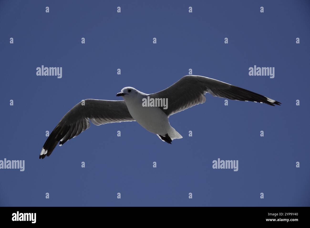 seagull in flight Hartlaubs Stock Photo - Alamy