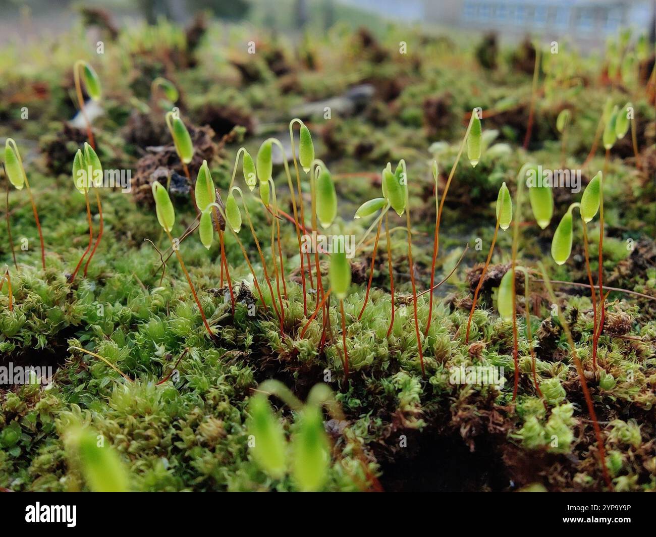 Capillary Thread-moss (Ptychostomum capillare Stock Photo - Alamy