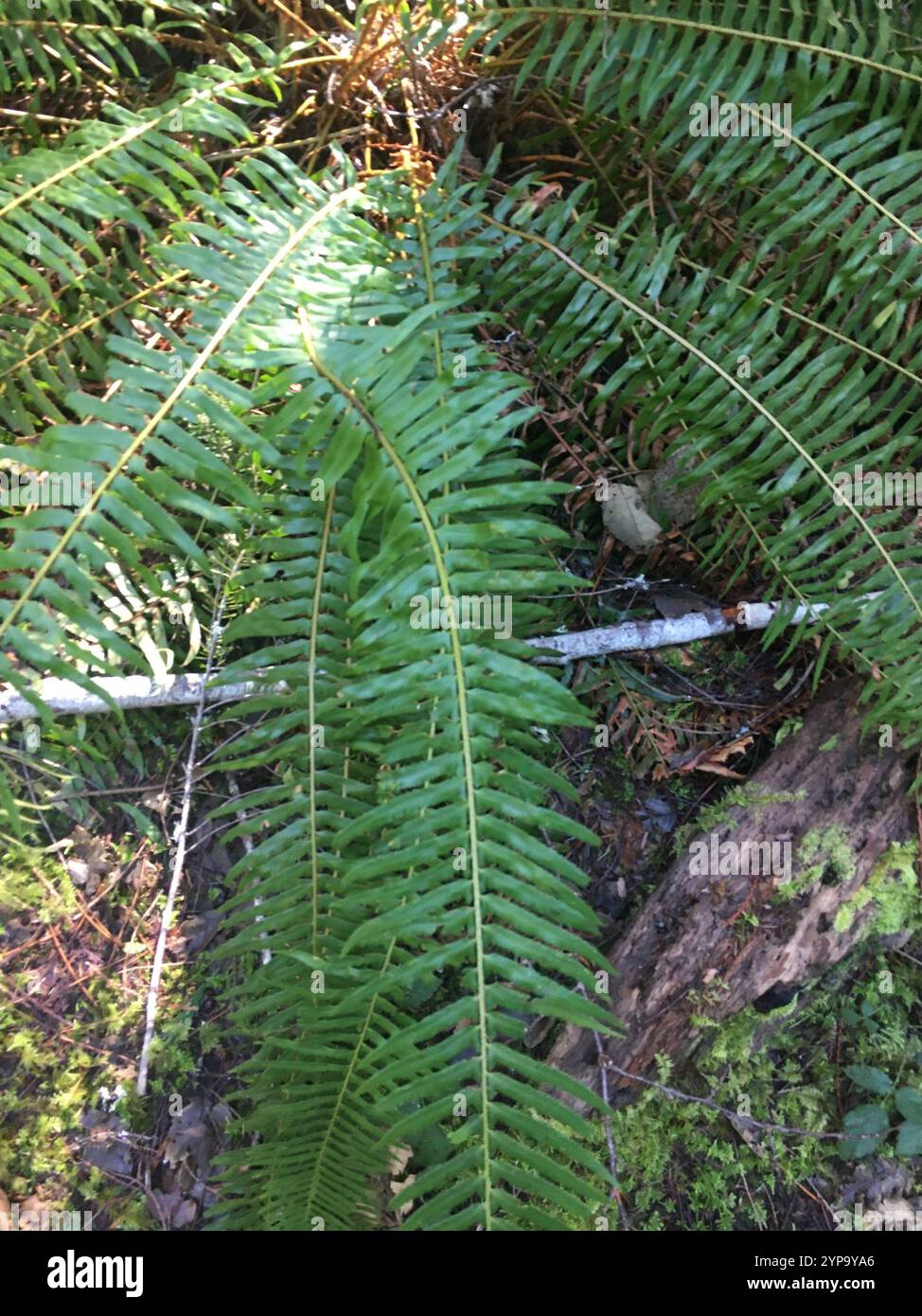 western sword fern (Polystichum munitum Stock Photo - Alamy