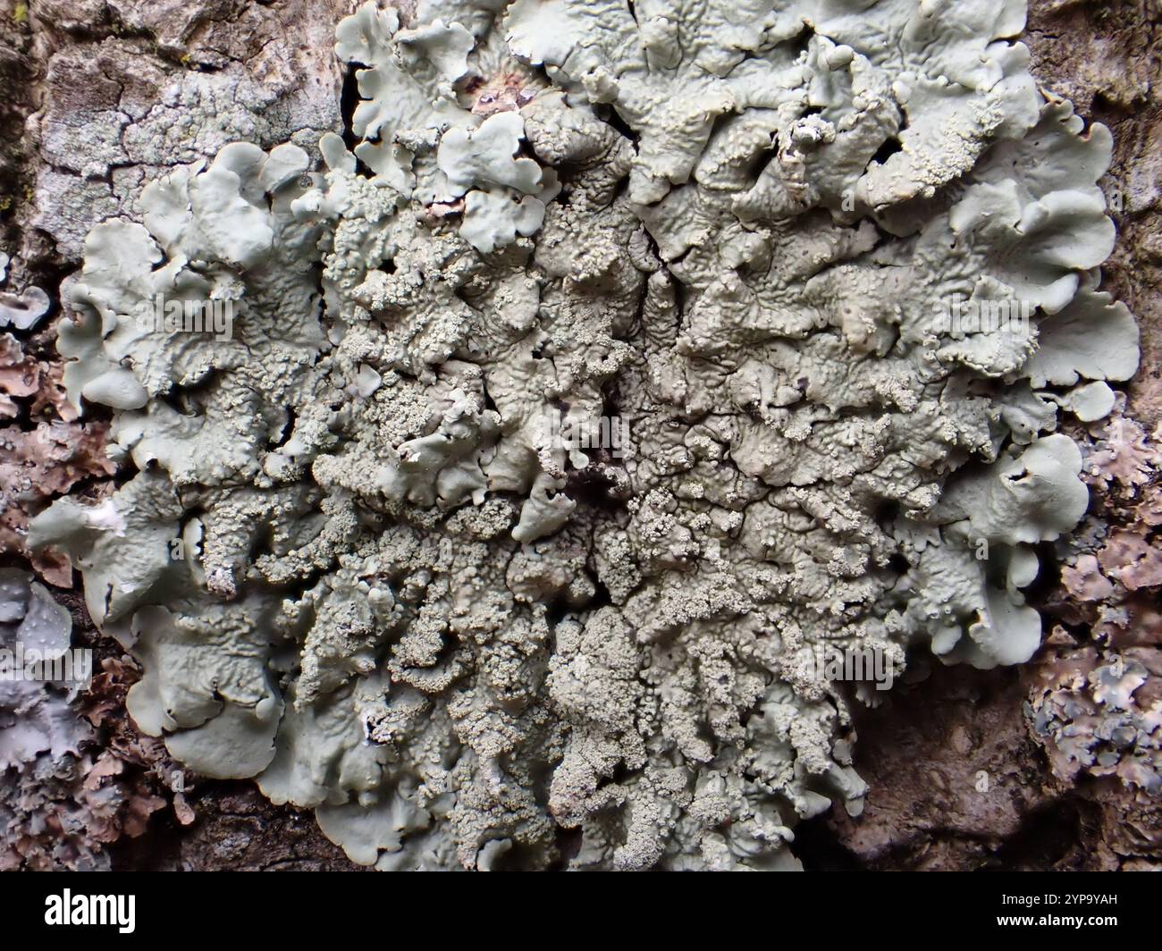 common greenshield lichen (Flavoparmelia caperata Stock Photo - Alamy