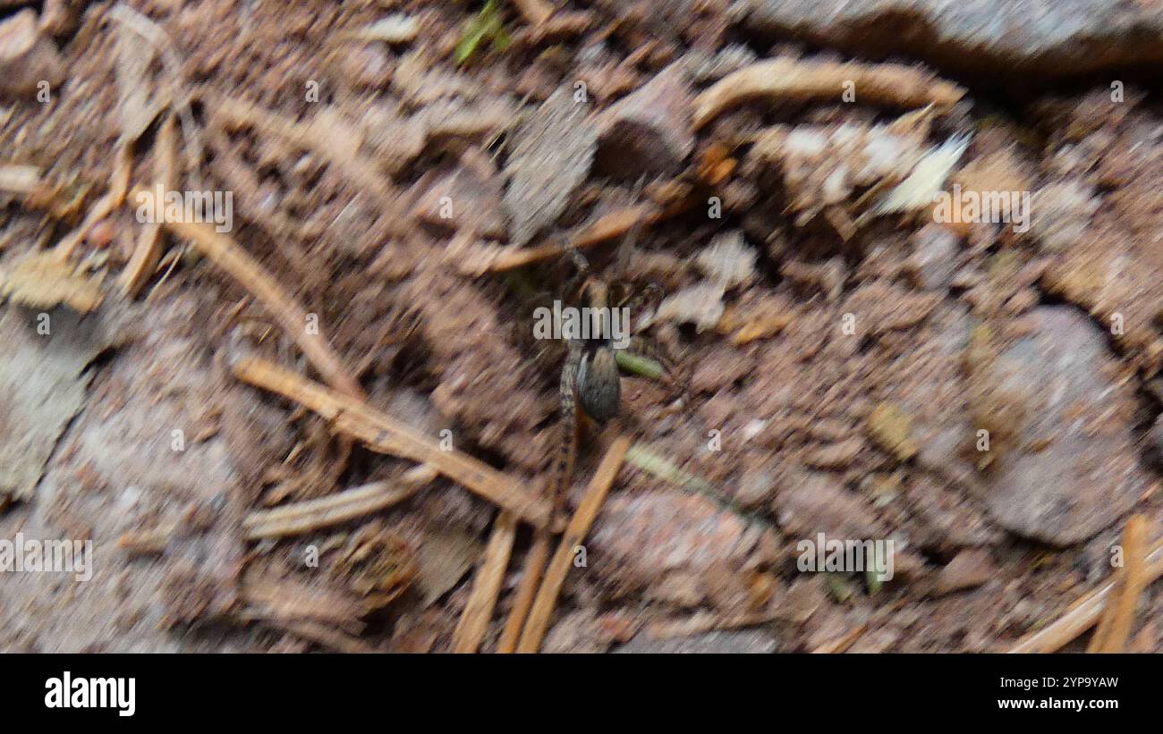 Thin-legged Wolf Spiders (Pardosa Stock Photo - Alamy