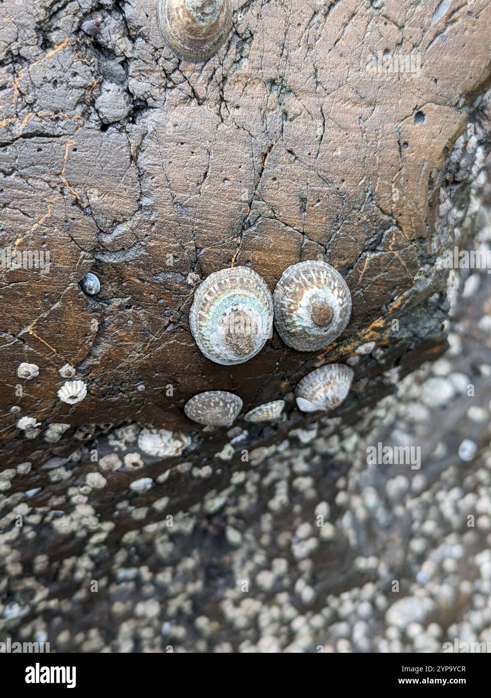Mask Limpet (Lottia persona Stock Photo - Alamy