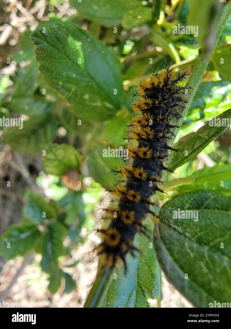 Western Sheep Moth (Hemileuca eglanterina Stock Photo - Alamy
